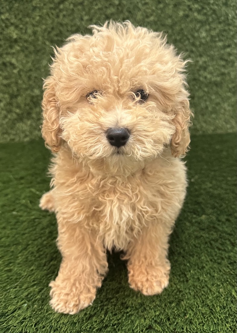 Available Puppies – Puppy Avenue